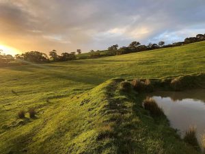 Clearing Sales - Westcoast Wool & Livestock